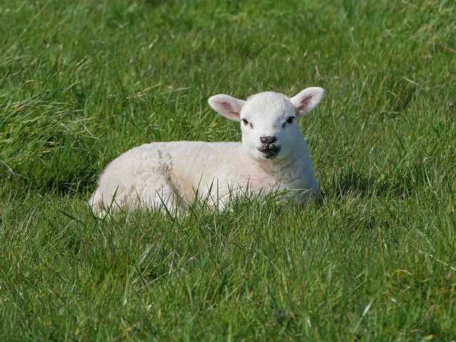 Picture Rounds Quizzes with Answers | Pub Quiz Questions HQ